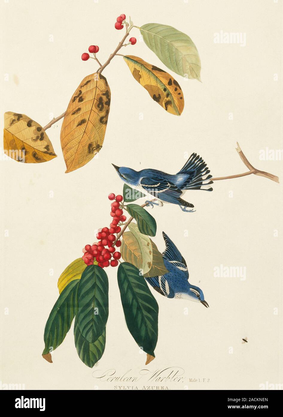 Cerulean warbler (Dendroica cerulea). Illustration from John James ...