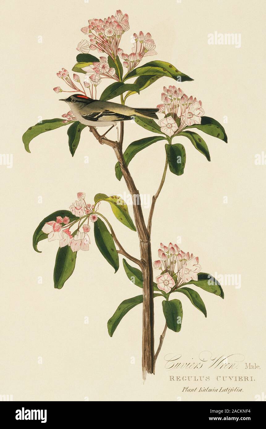 Cuvier's kinglet bird (Regulus cuvier). Illustration from John James ...