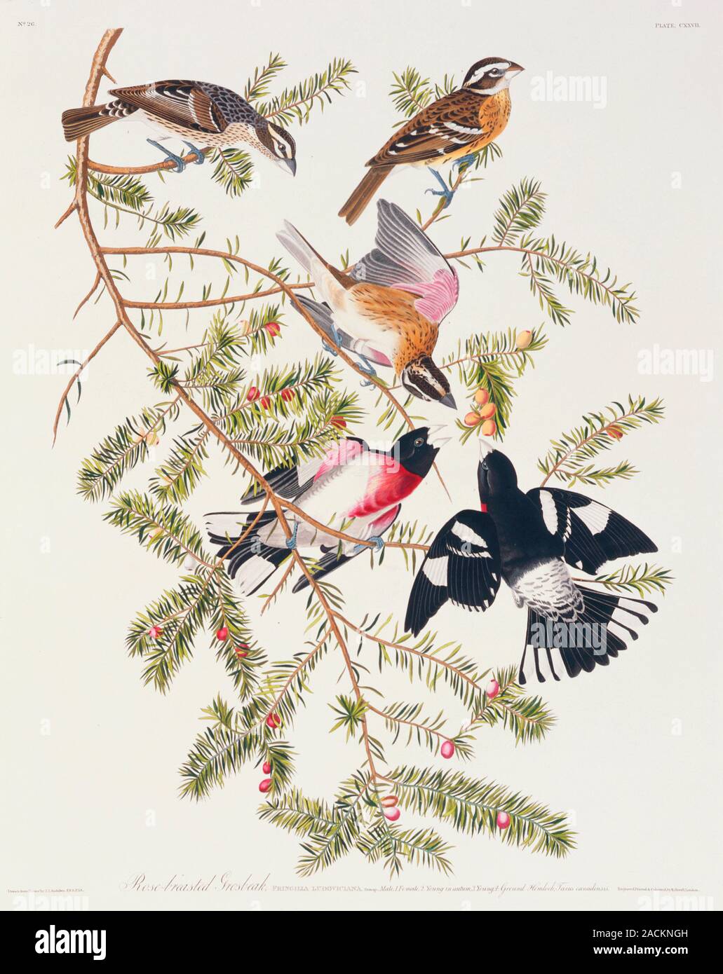 Rose-breasted grosbeaks (Pheucticus ludovicianus). Illustration from ...