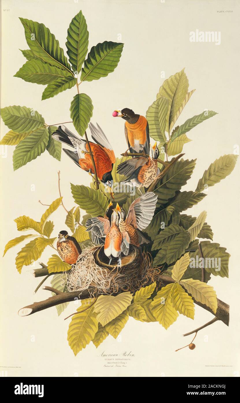 American Robins (Turdus migratorius). Illustration from John James ...