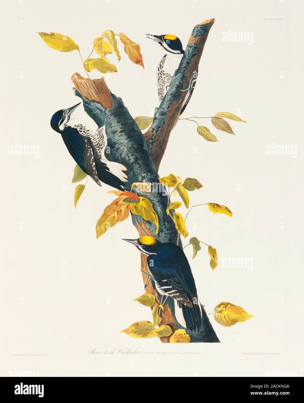 Black-backed woodpeckers (Picoides arcticus). Illustration from John ...