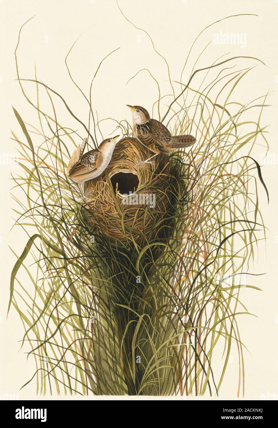 Sedge Wren (Cistothorus platensis). Illustration from John James Audubon's 'Birds of America ...