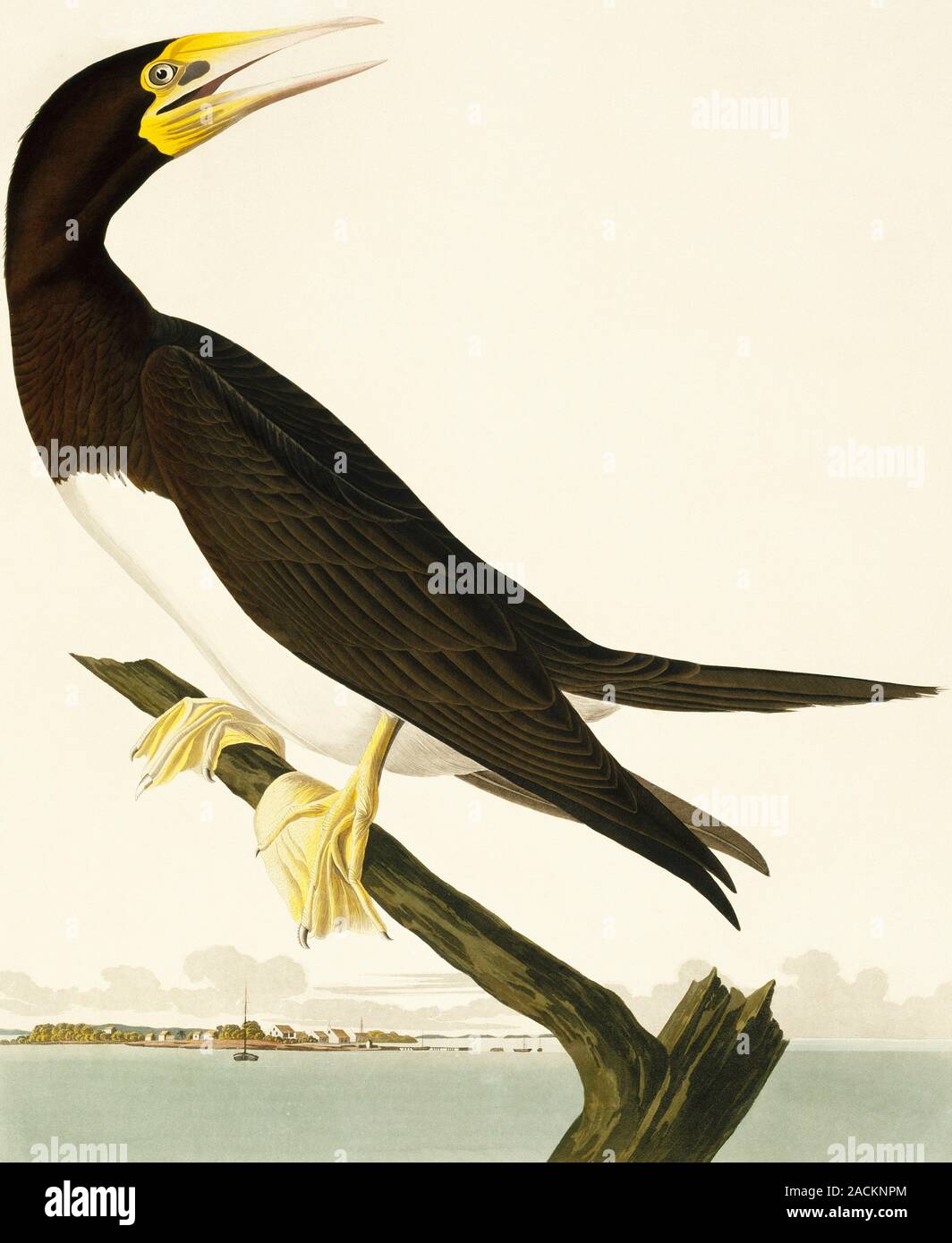 Brown booby (Sula leucogaster). Illustration from John James Audubon's ...