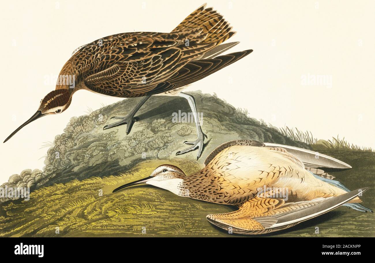 Eskimo curlew (Numenius borealis). Illustration from John James Audubon ...