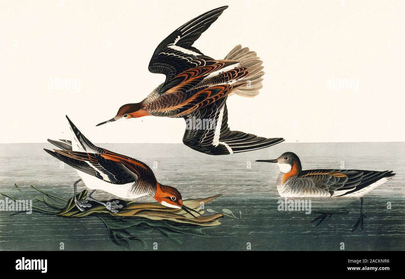 Red-necked phalarope (Phalaropus lobatus). Illustration from John James ...