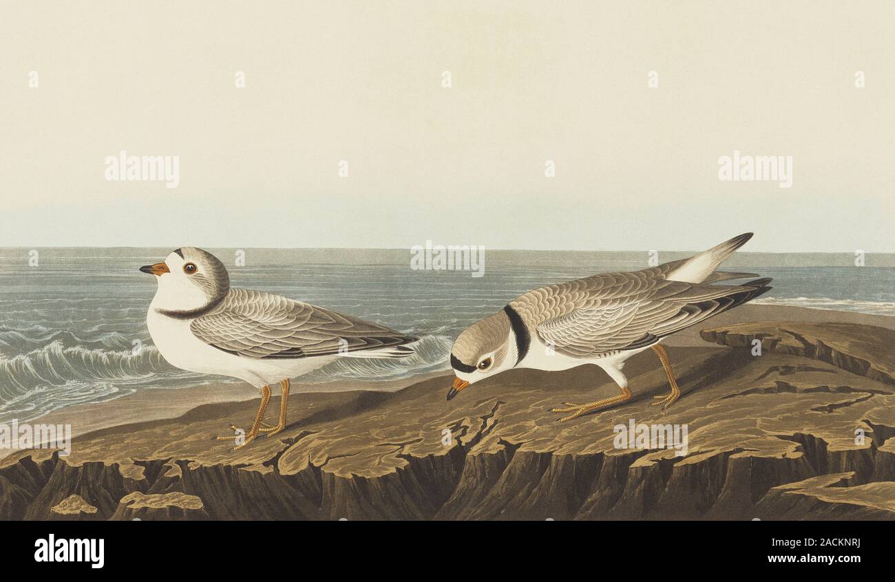 Piping plover (Charadrius melodus). Illustration from John James ...