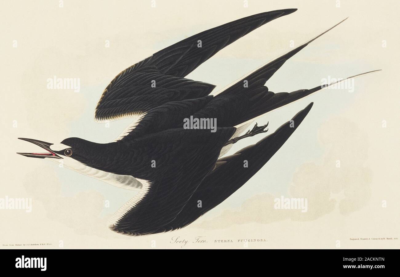 Sooty Tern (Sterna fuscata). Illustration from John James Audubon's ...