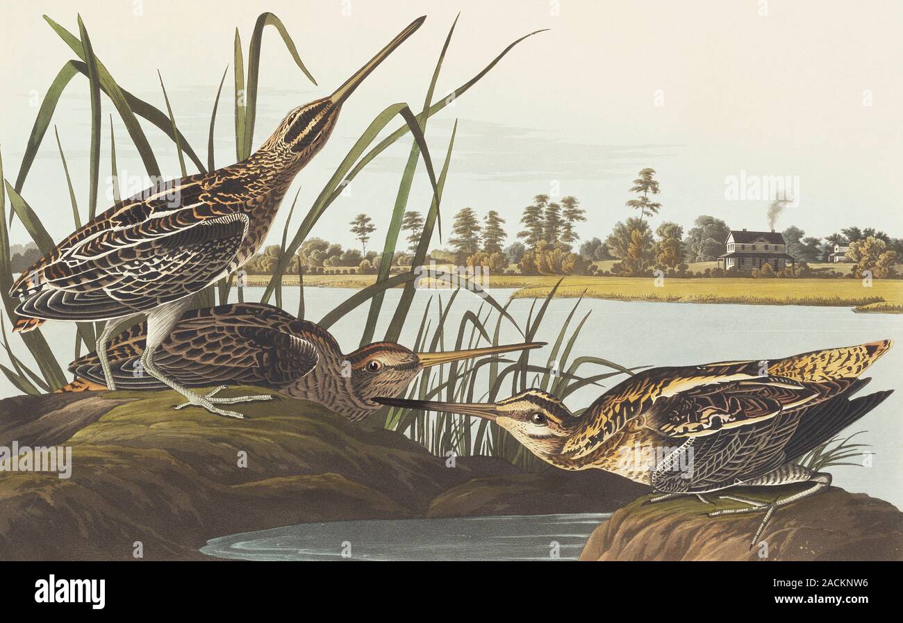 Common snipe (Gallinago gallinago). Illustration from John James ...