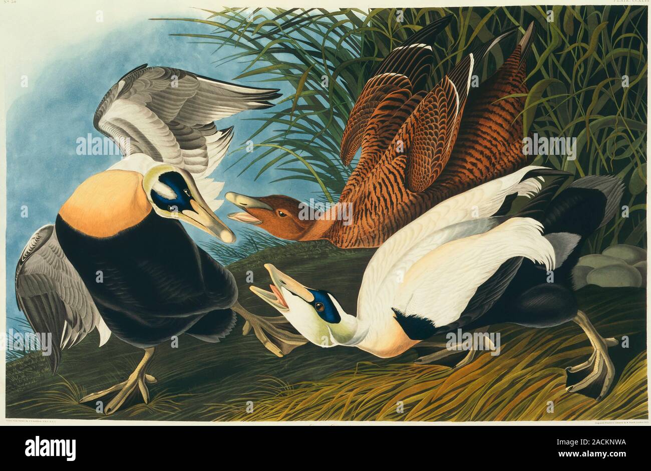 Common eider duck (Somateria mollissima). Illustration from John James Audubon's 'Birds of ...