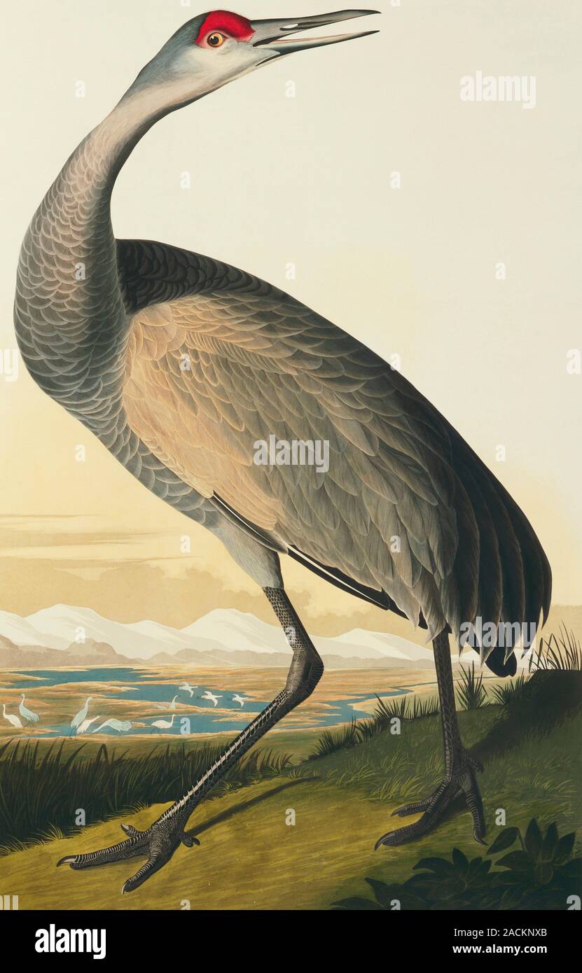 Sandhill crane (Grus canadensis). Illustration from John James Audubon ...