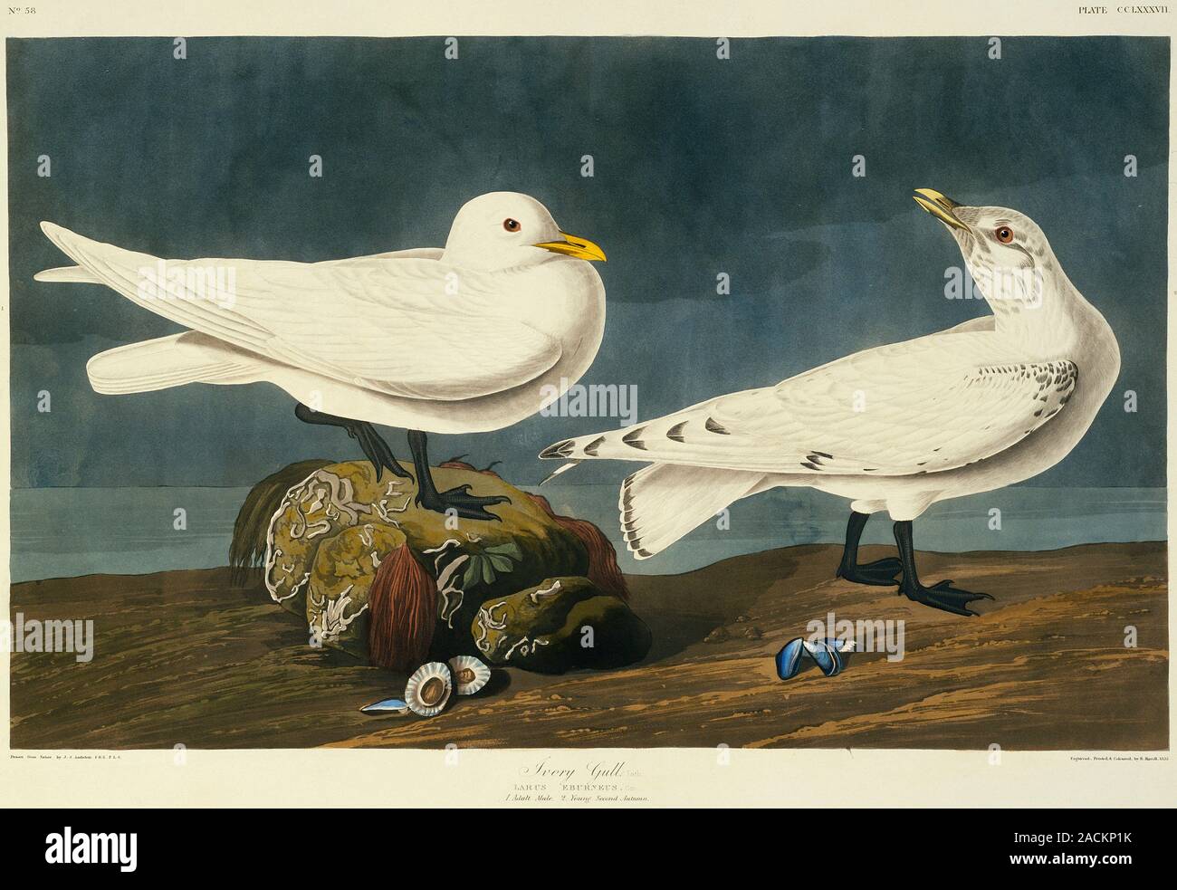Ivory Gull (Pagophila eburnea). Illustration from John James Audubon's ...