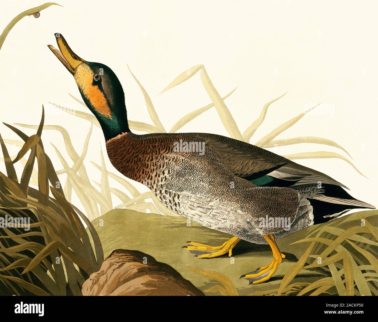 Hybrid mallard gadwall duck (Anas platyrhynchos x strepera ...