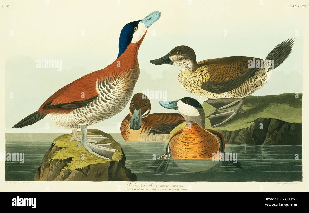 Ruddy duck (Oxyura jamaicensis). Illustration from John James Audubon's ...
