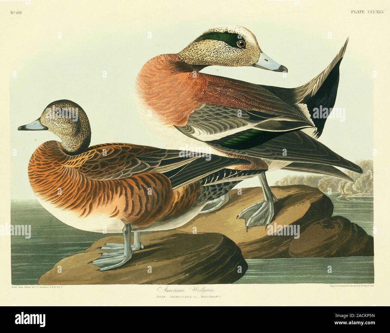 American widgeon (Anas americana). Illustration from John James Audubon ...