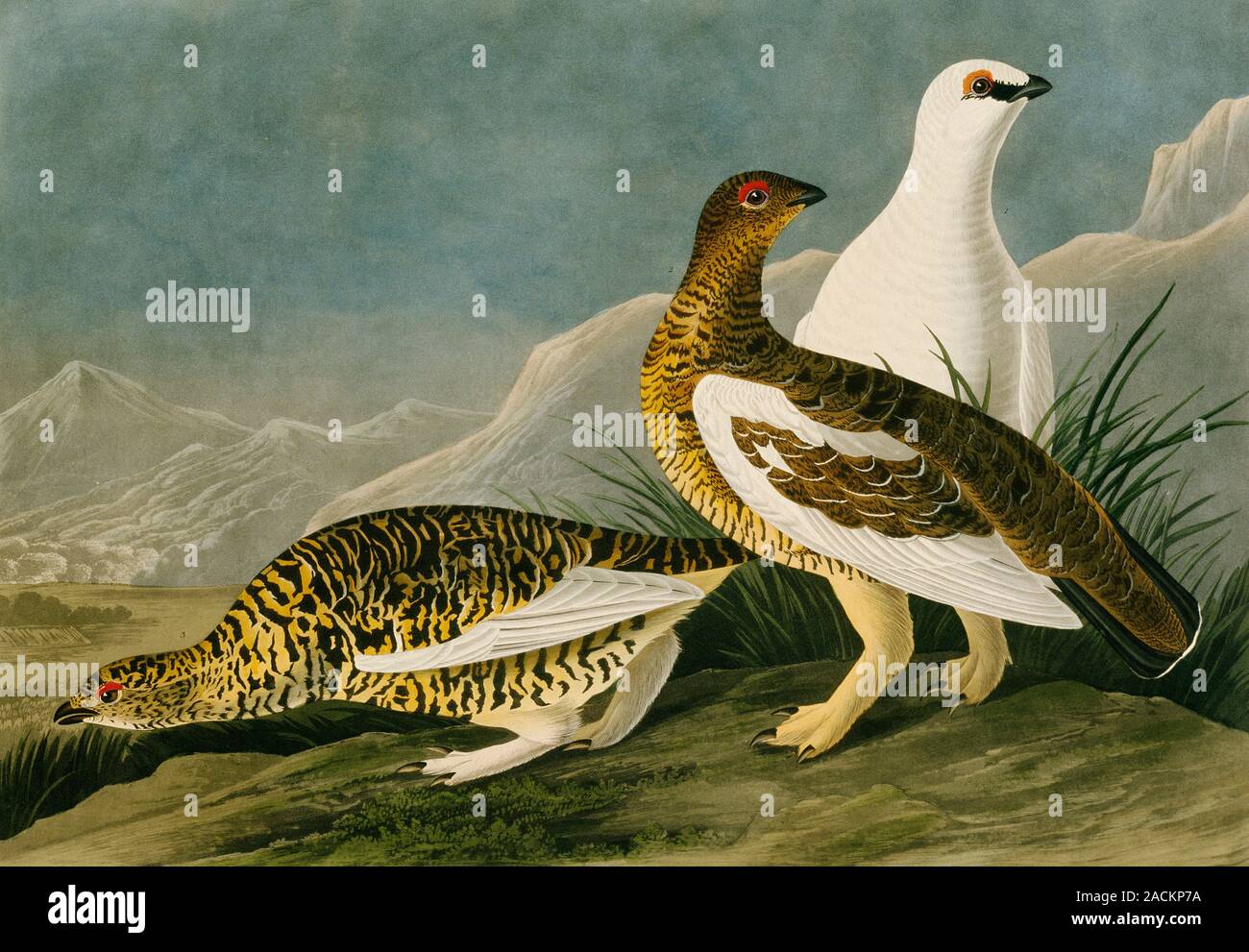 Rock ptarmigan (Lagopus muta). Illustration from John James Audubon's ...