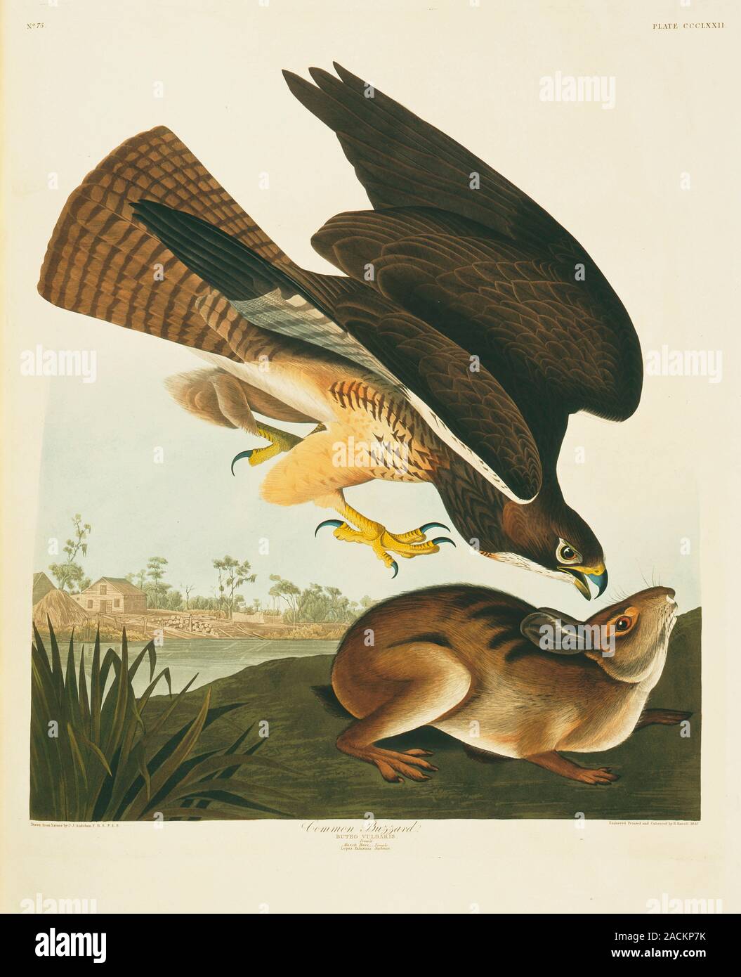 Swainson's Hawk (Buteo swainsoni) and prey. Illustration from John ...