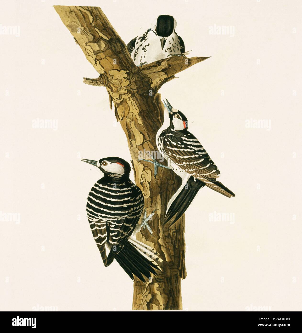 Red-Cockaded woodpecker (Picoides borealis). Illustration from John ...