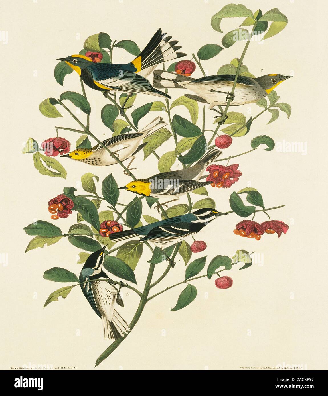 Black-throated grey warbler (Dendroica nigrescens), hermit warbler ...