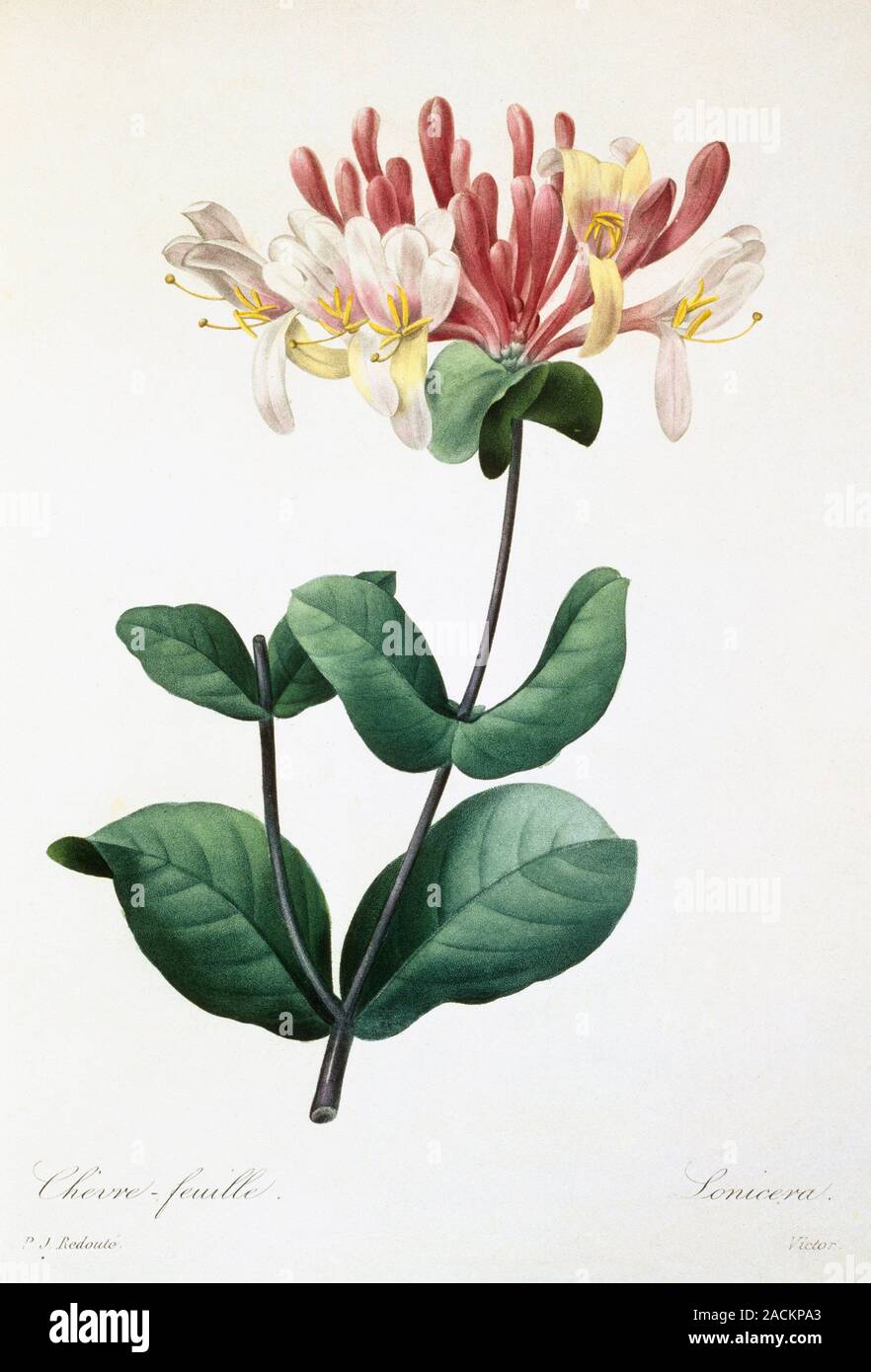 Honeysuckle (Lonicera caprifolium) flowers. Painting by Pierre Joseph ...
