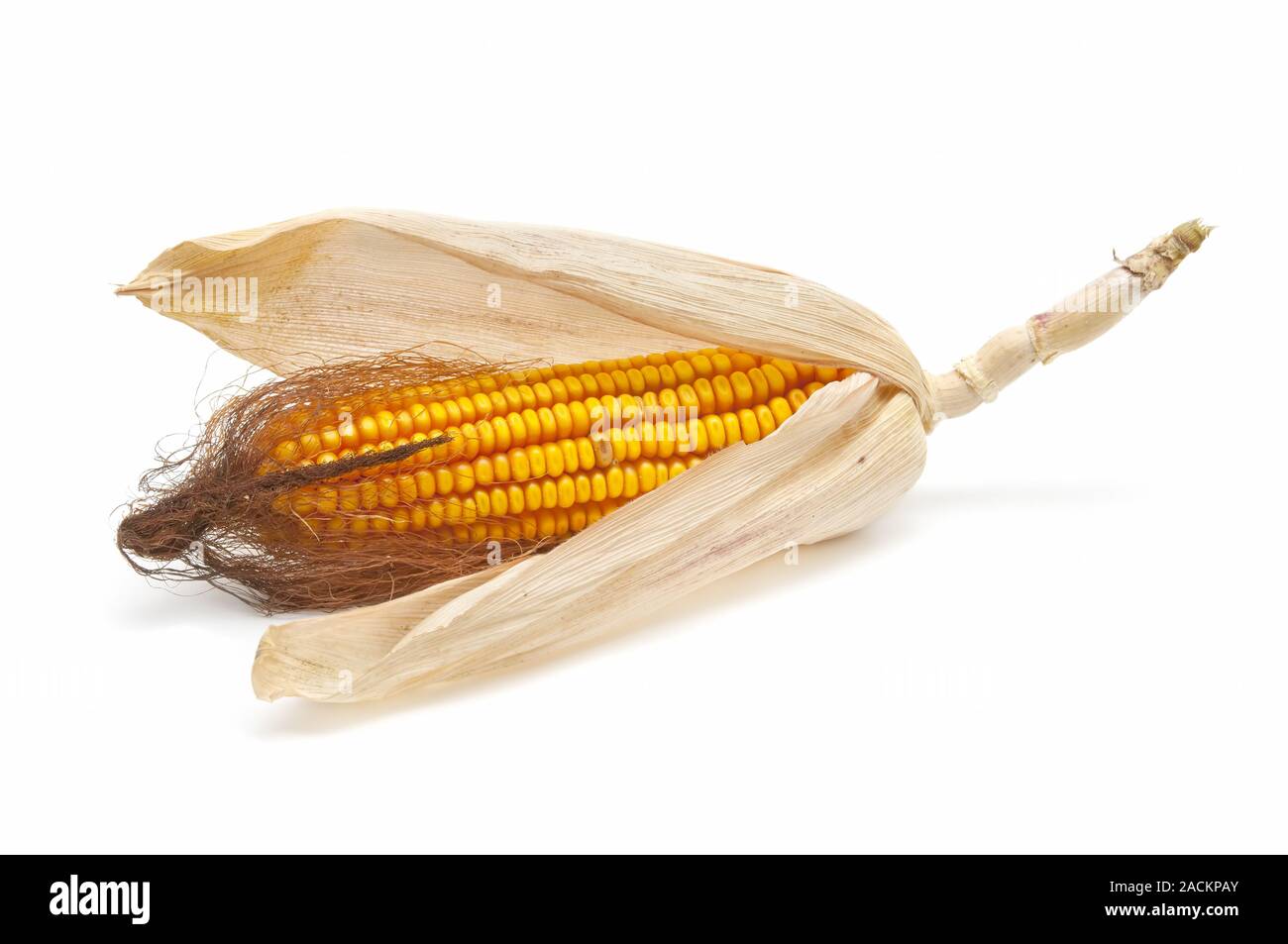 Corn cob Cut Out Stock Images & Pictures - Alamy