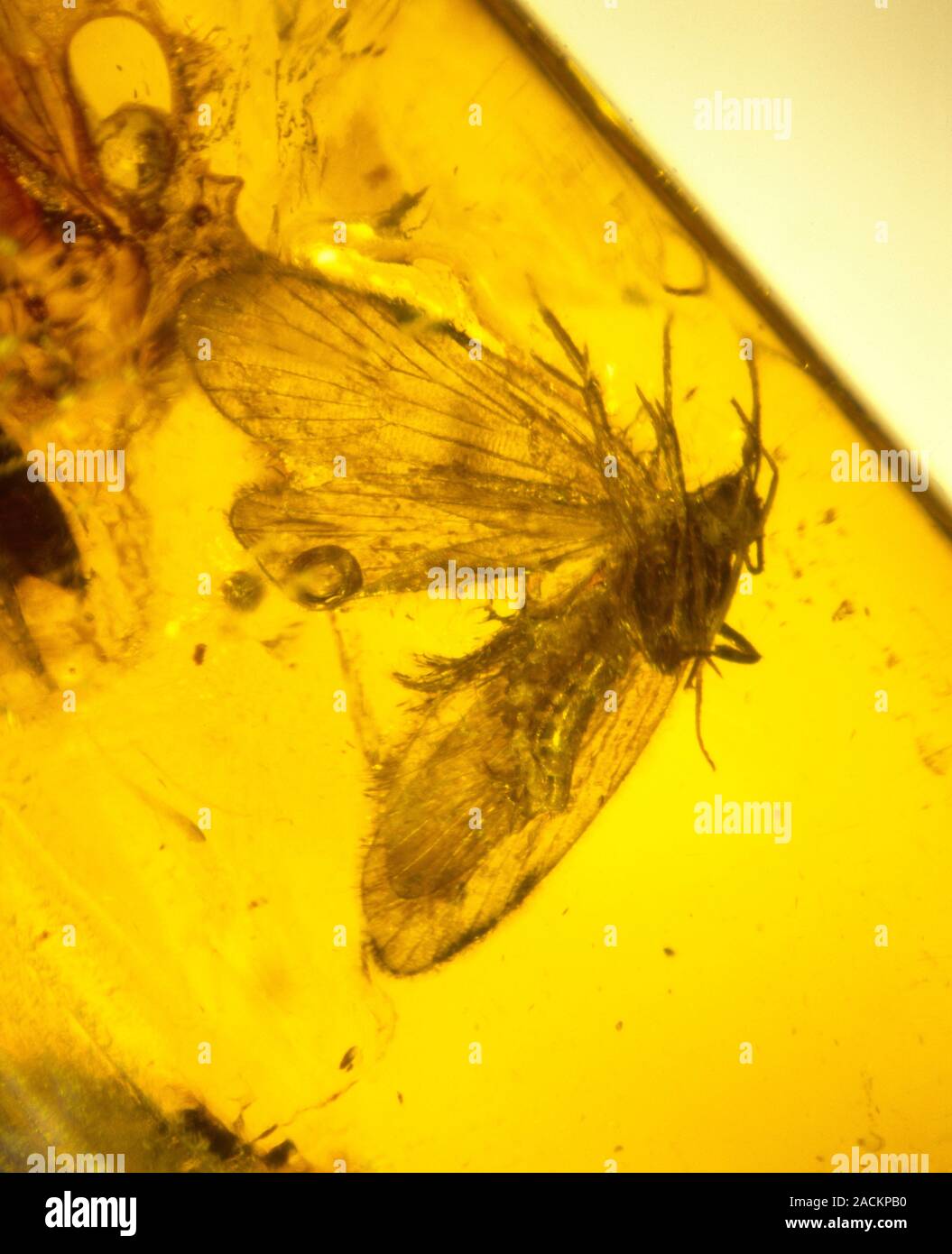 Moth preserved in Baltic amber. This specimen dates to the Upper Eocene ...