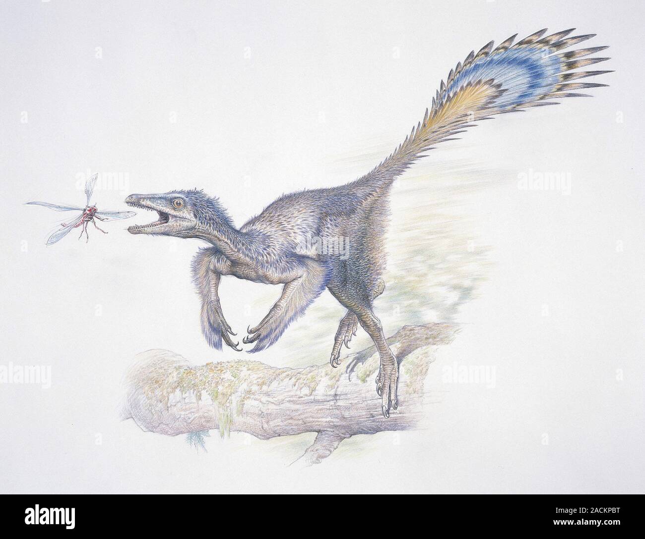 Microraptor zhaoianus, artwork. Microraptor was a small, feathered ...