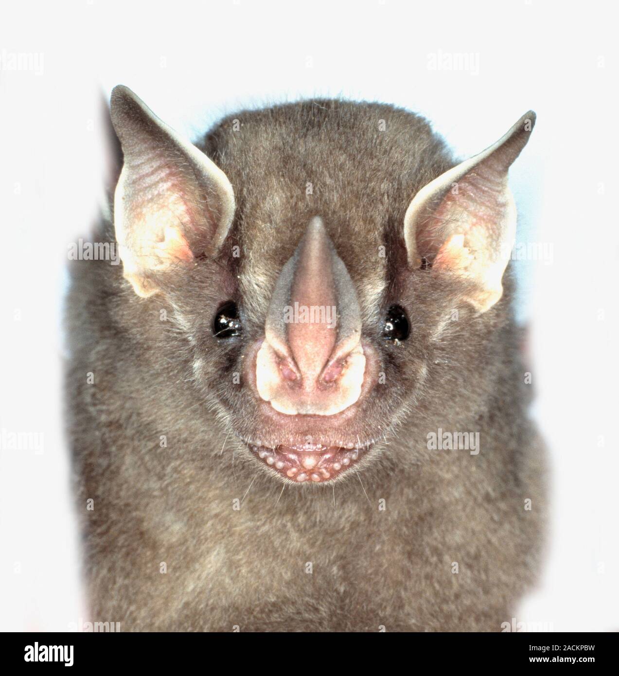 Thomas' fruit-eating bat (Artibeus watsoni ). This bat is native to ...