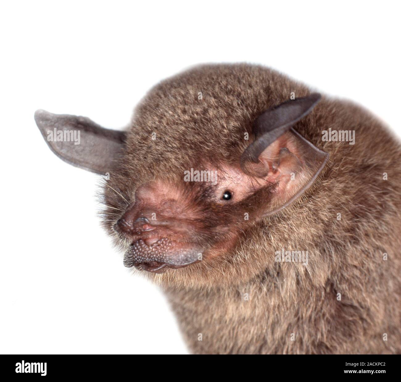 Common mustached bat (Pteronotus parnellii mesoamericanus). This bat is ...