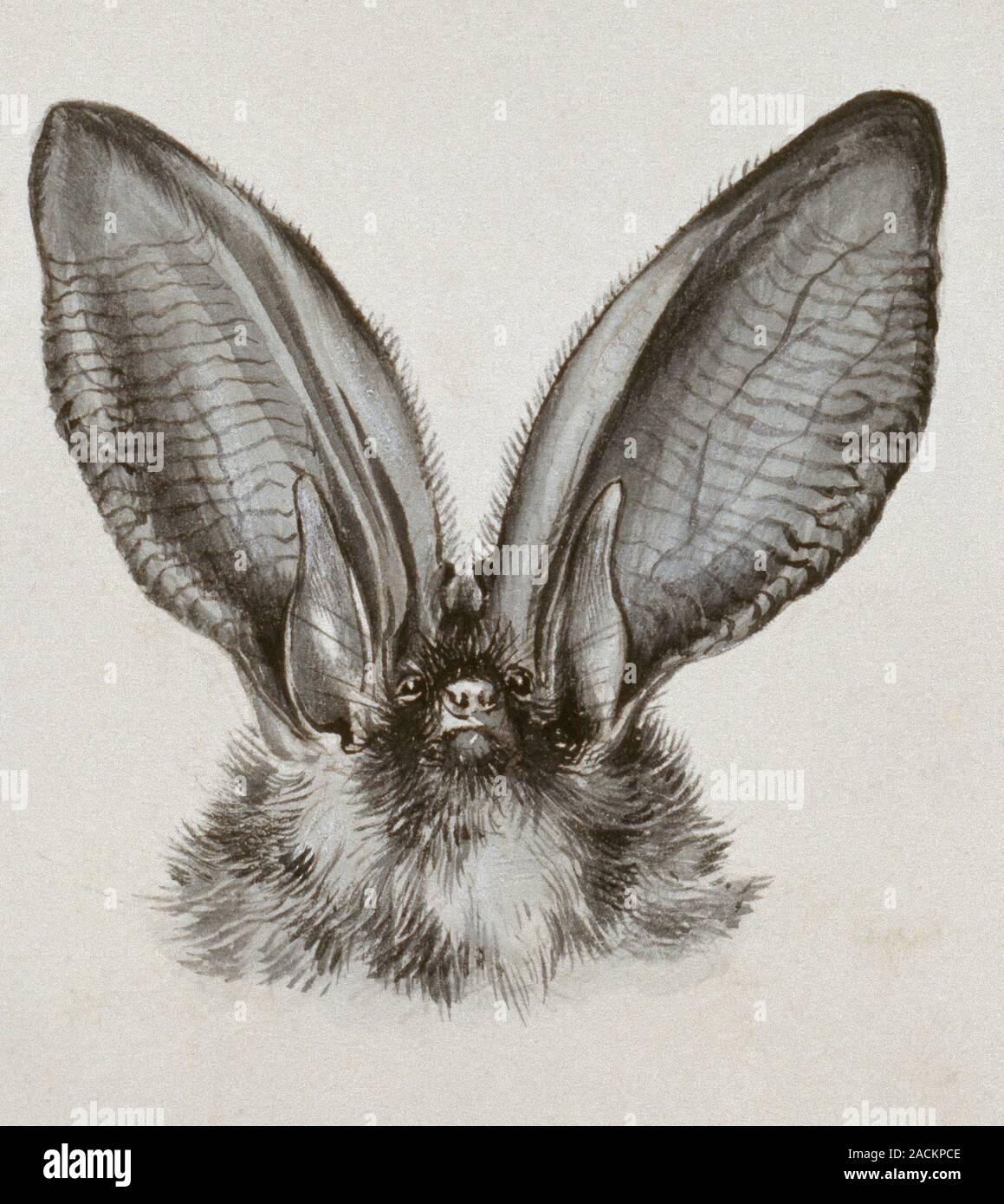 Long-eared bat (Plecotus auritus) head, artwork Stock Photo - Alamy