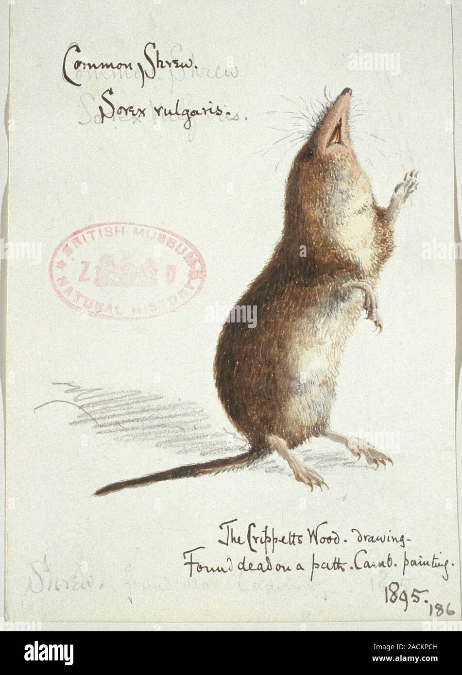 Eurasian shrew (Sorex araneus), 19th-century artwork. This ...