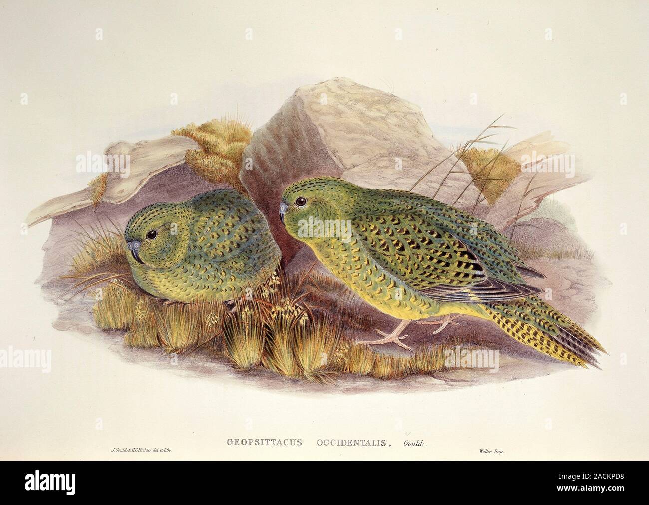 Two Night Parrots (Pezoporus occidentalis), artwork. These small broad ...