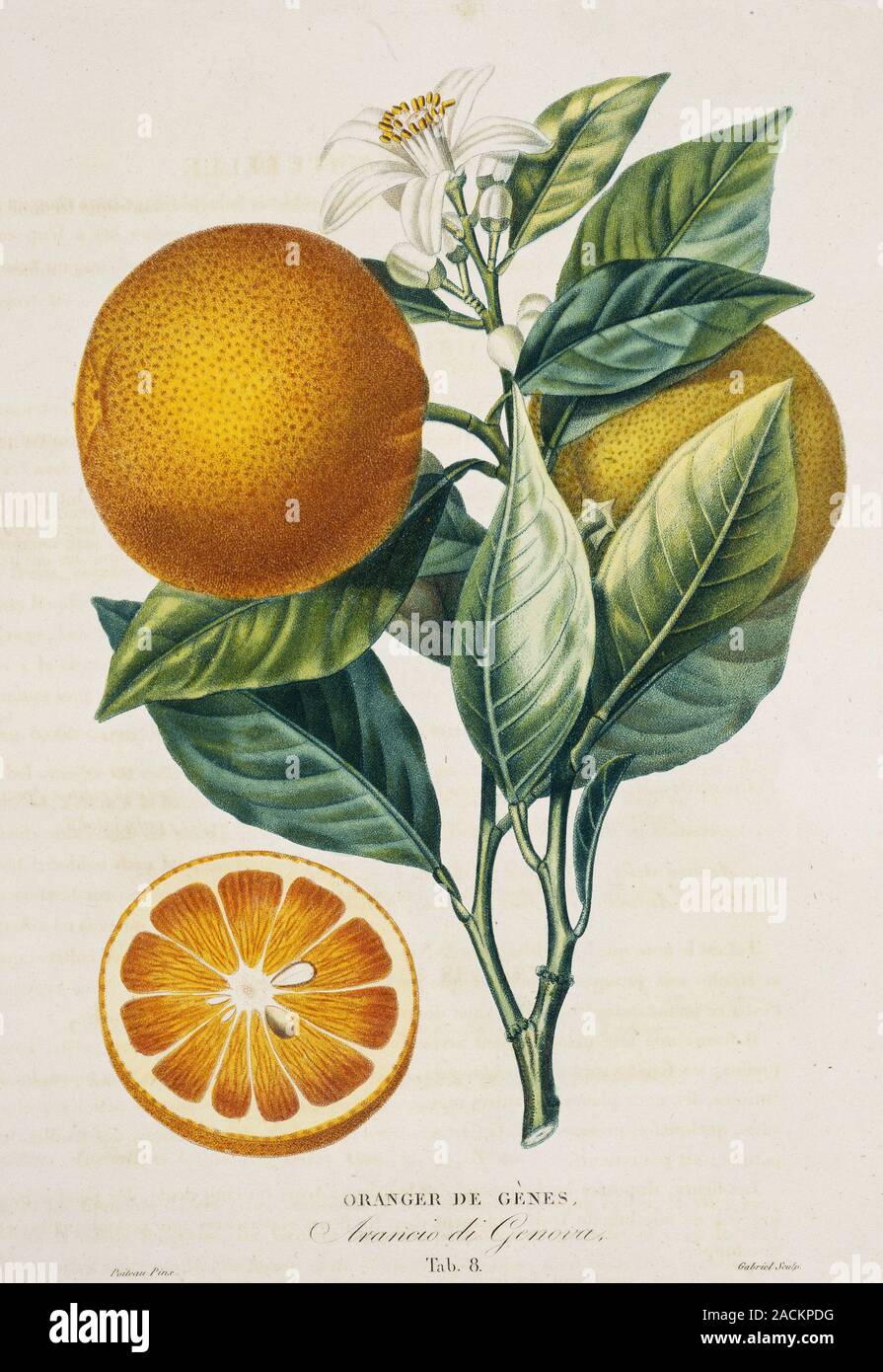 Orange tree (Citrus sinensis) with flowers and fruits. Artwork from ...