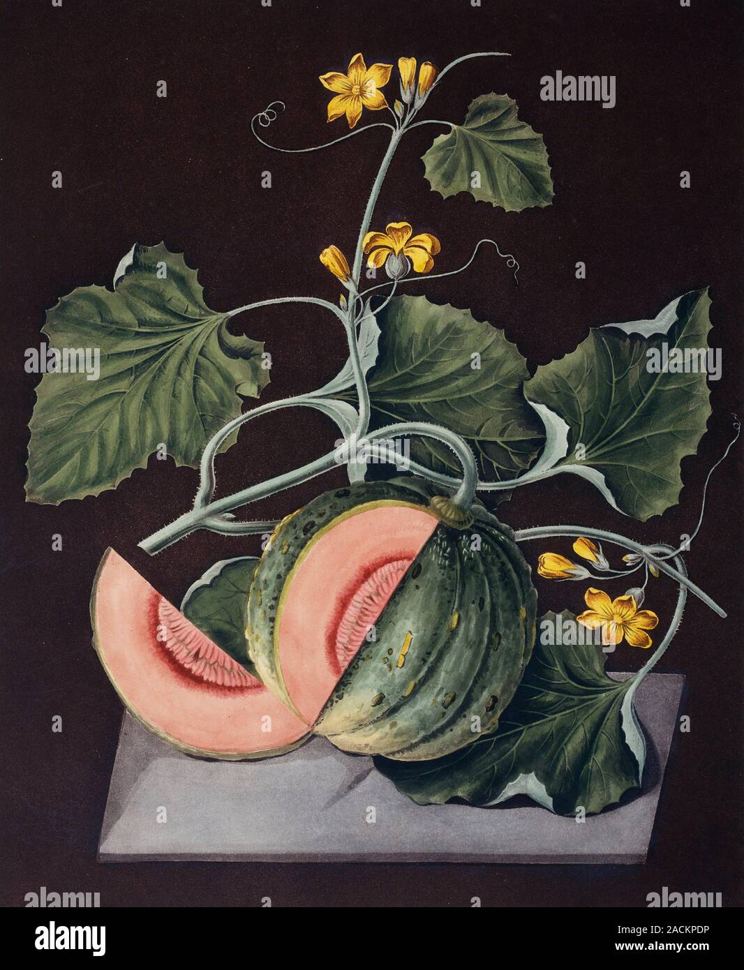Amicua melon (family Cucurbitaceae) fruit on the vine, artwork Stock ...