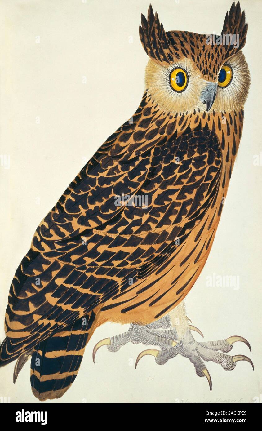 Tawny fish owl (Ketupa flavipes), artwork. This bird is native to Nepal ...