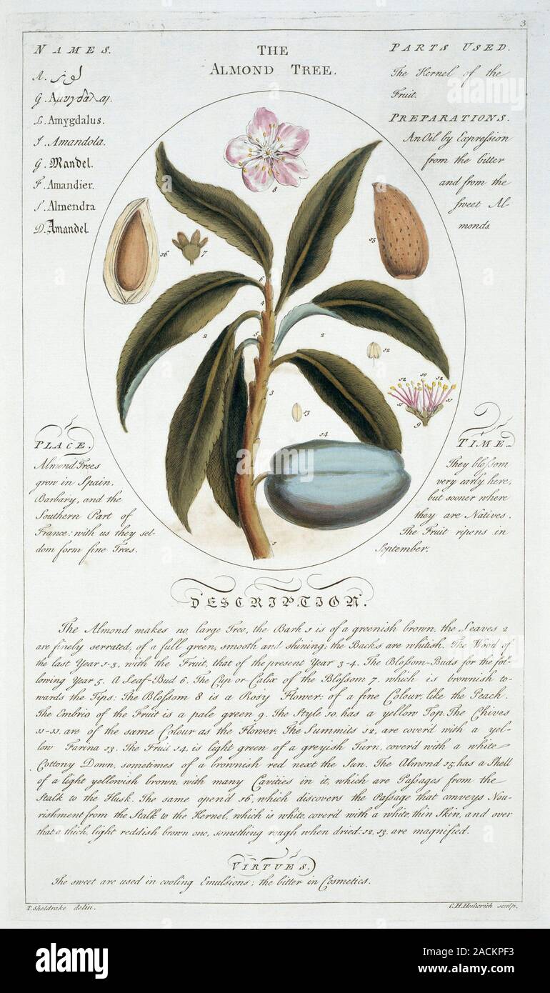 Almond tree (Prunus sp.). Plate 3 from 'Botanicum Medicinale', by ...