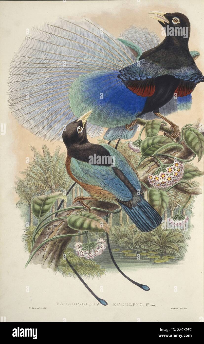 Two blue birds-of-paradise (Paradisaea rudolphi). Plate 29 from ...