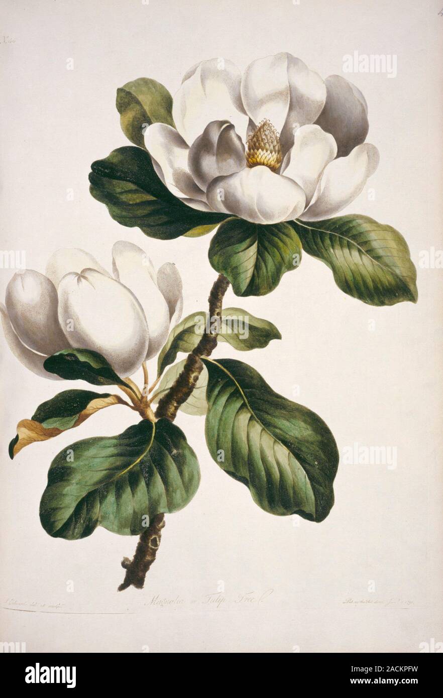 Magnolia sp. flowers. Artwork from 'A Collection of Flowers' by John ...