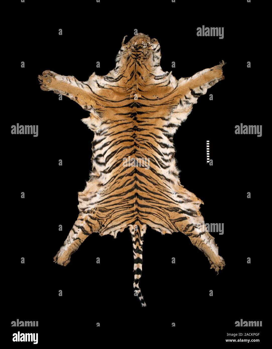 Bengal tiger (Panthera tigris tigris) skin from Seoni, Madhya Pradesh ...