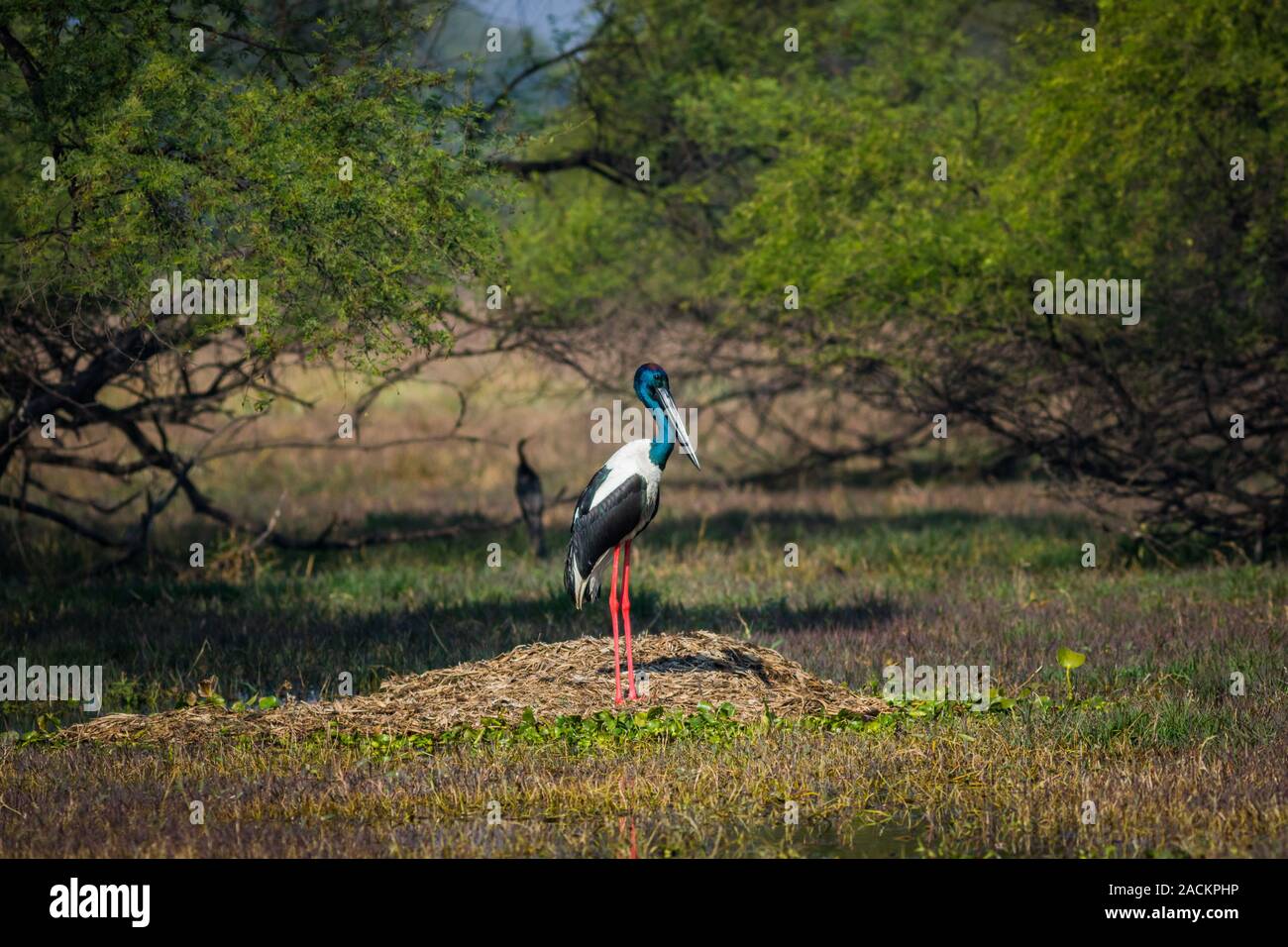 Wildlife scenery male Black necked stork searching for bird to kill in ...