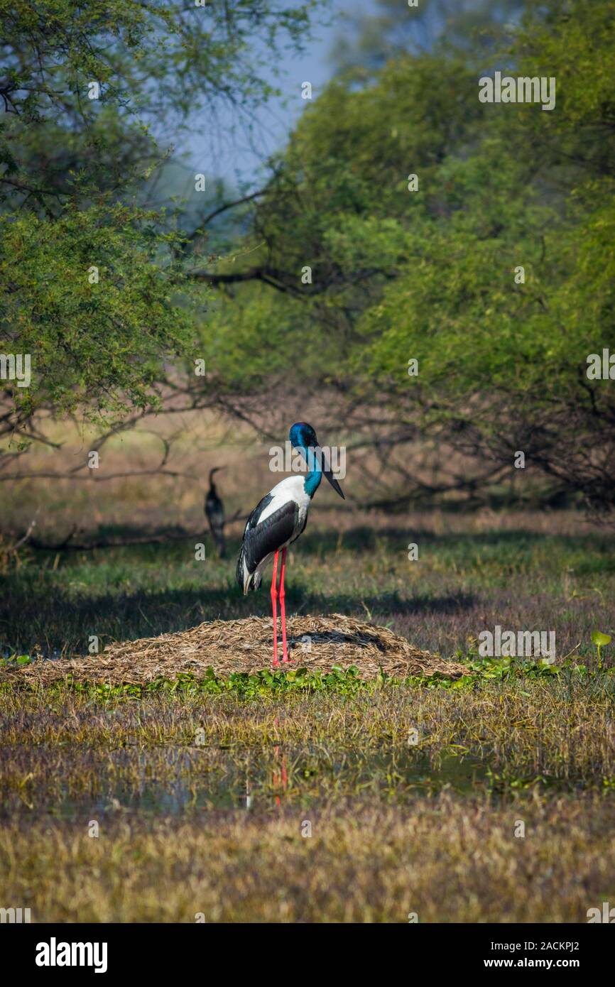 Wildlife scenery male Black necked stork searching for bird to kill in ...