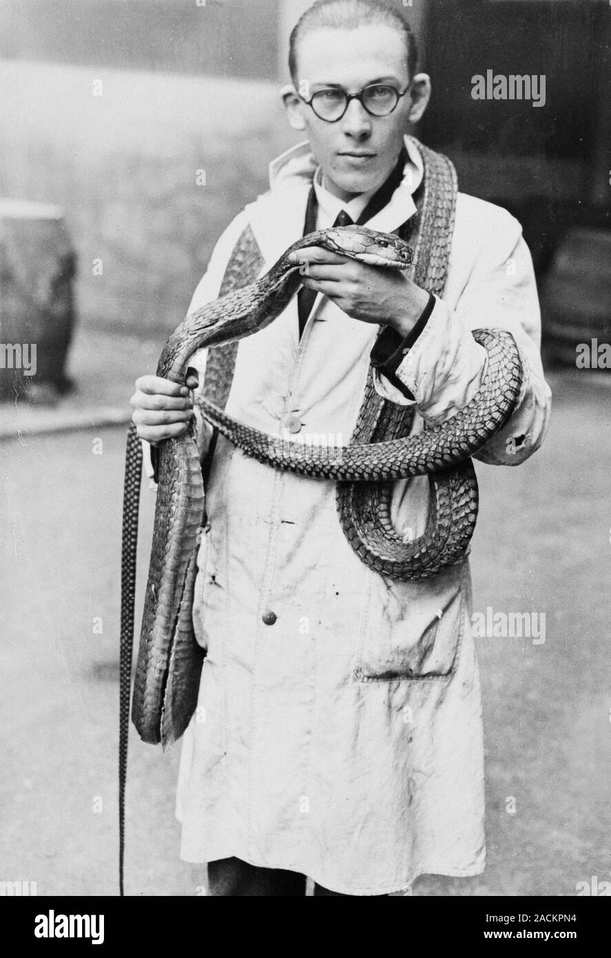 Zoologist with snake. Man wearing a king cobra (Ophiophagus hannah ...