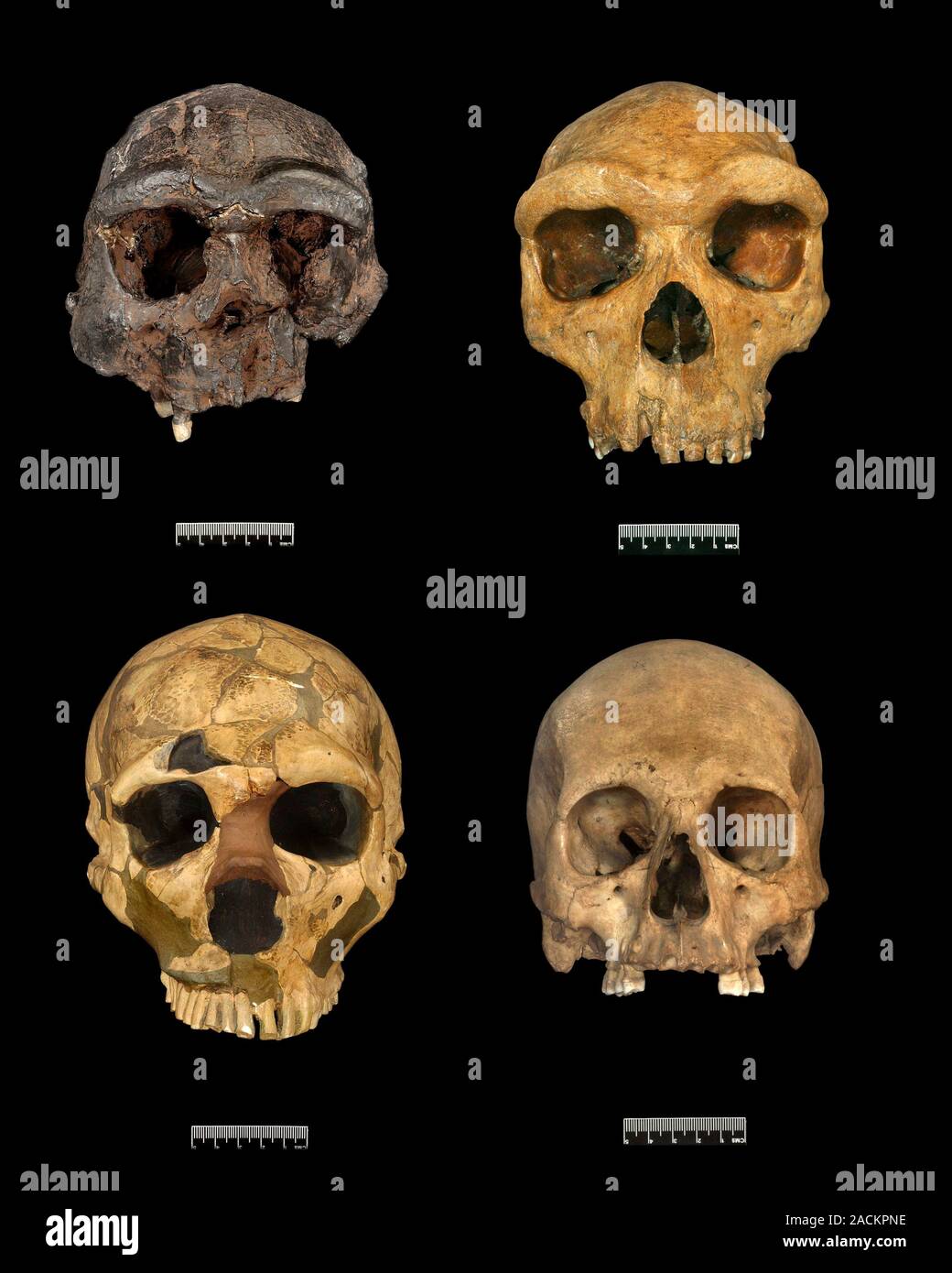 Homo skull specimens. Three fossil cast reconstructions of early human ...