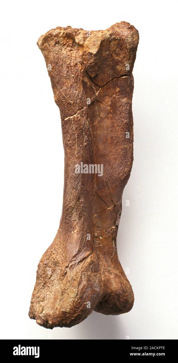 Iguanodon foot bone fossil. Fossilised metatarsal (foot bone) from the ...