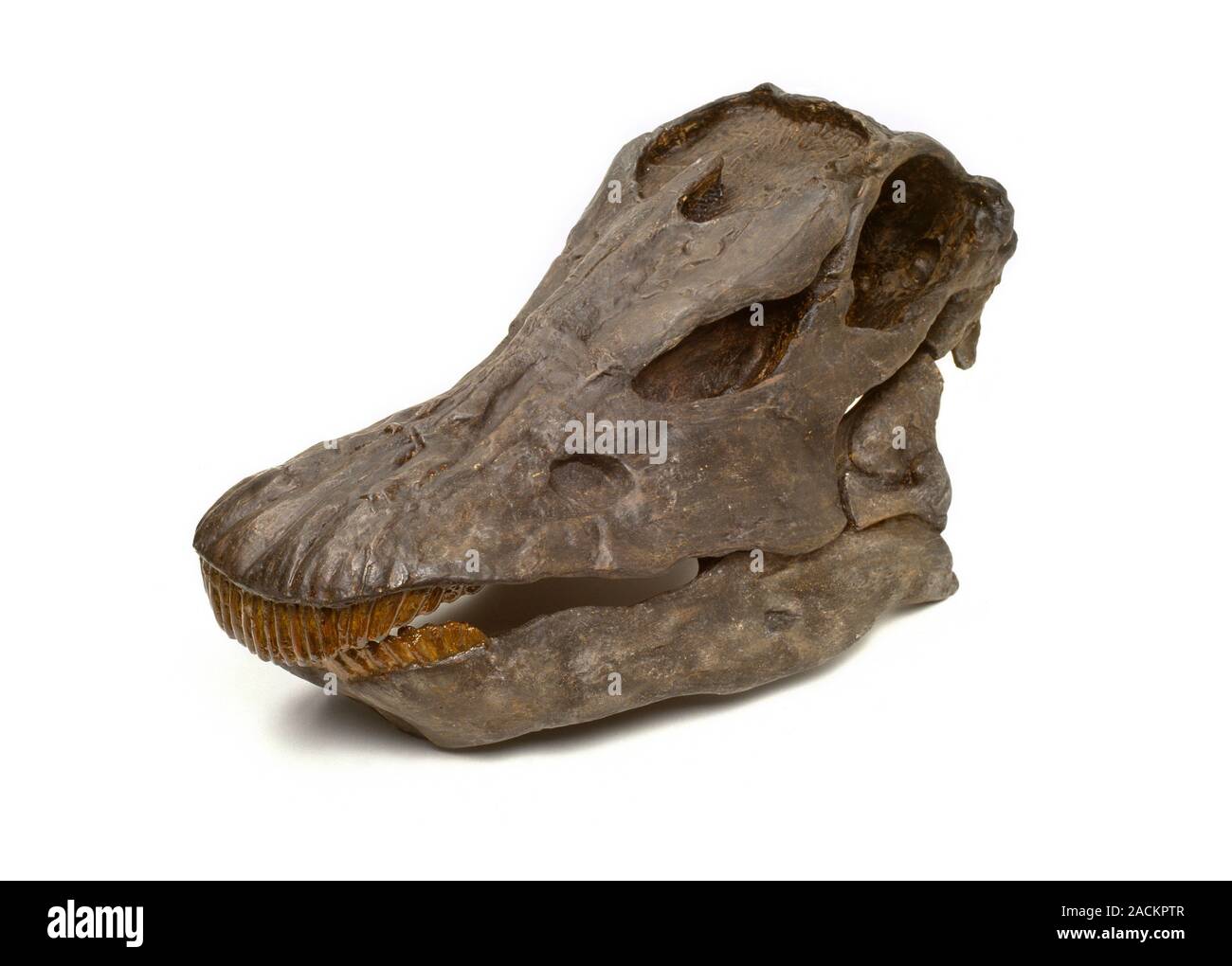 Diplodocus skull fossil. Fossilised skull of the sauropod dinosaur ...