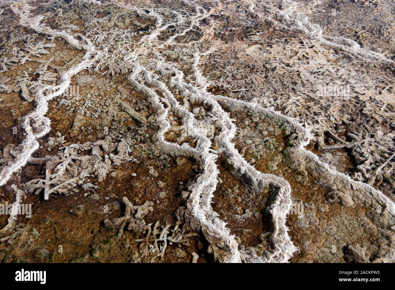 Calcified deposits, Mammoth Hot Springs, Yellowstone National Park ...