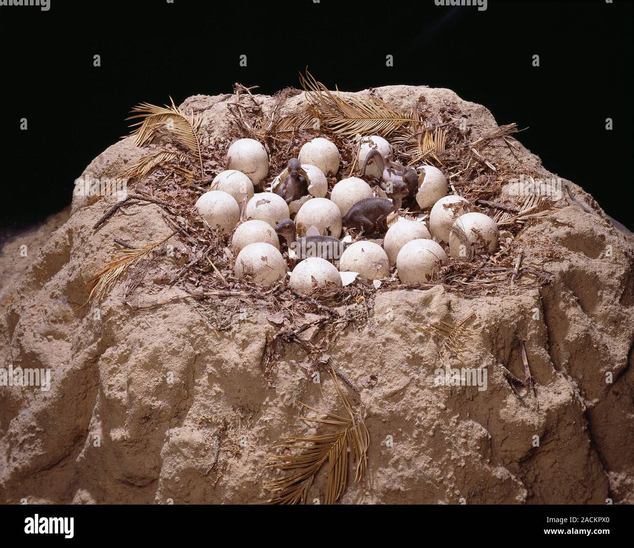 Dinosaur nest and hatchlings. Model of eggs and newly hatched baby ...