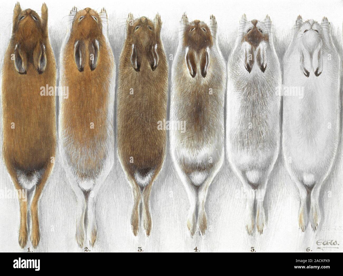 Mountain hares . Skins of Irish mountain hare (Lepus timidus hibernicus ...