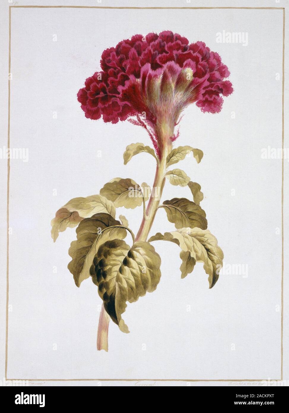 Cockscombs (Celosia sp.). Illustration from 'A Collection of Flowers ...