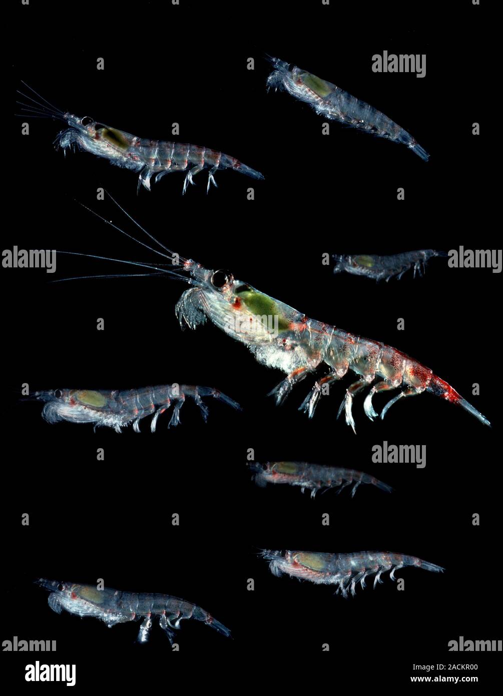 Antarctic krill (Euphausia superba). Krill are small, shrimp-like ...
