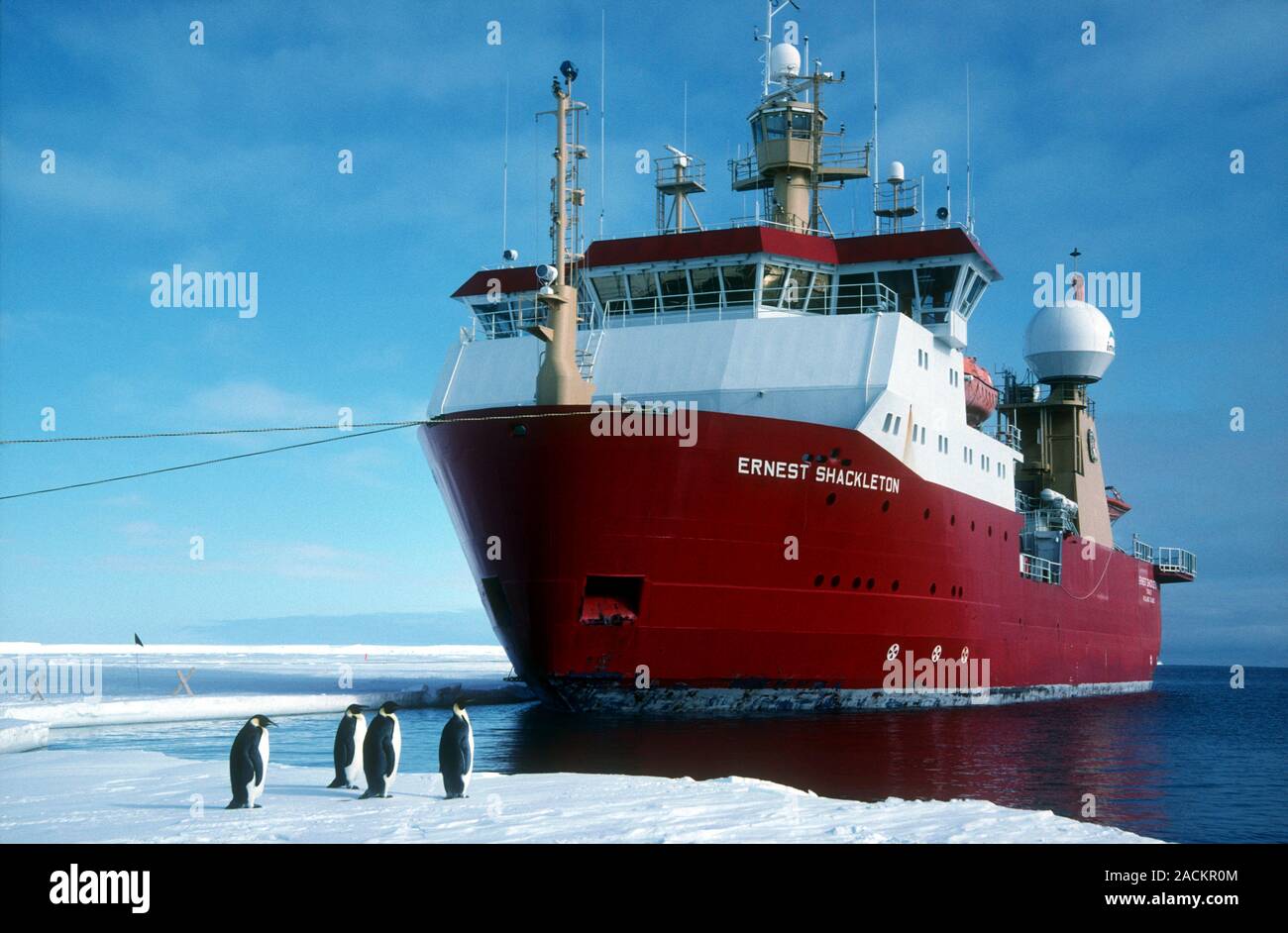 Penguins and research ship. RRS (Royal Research Ship) Ernest Shackleton ...